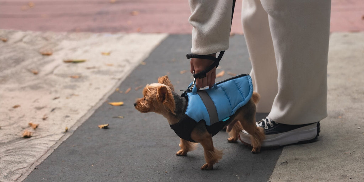 Small Dog Harnesses, Jackets & Coats | For your good boy. Gooby.